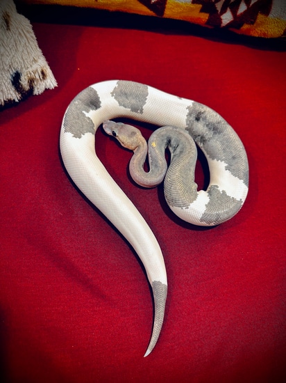 Urban Camo Ball Python (Lilith) by GhostRyker Designs