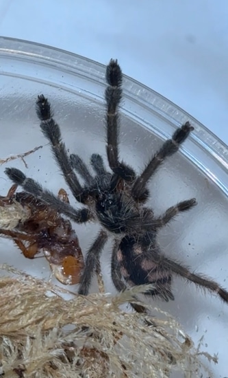 Amazonius Burgessi(Ghost Tree Spider) Tarantula by Ghosty’s Tarantulas