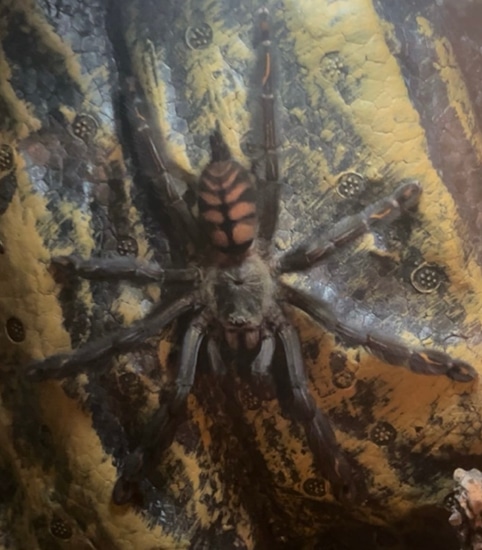Psalmopoeus Irminia(Venezuelan Suntiger) Tarantula by Ghosty’s Tarantulas