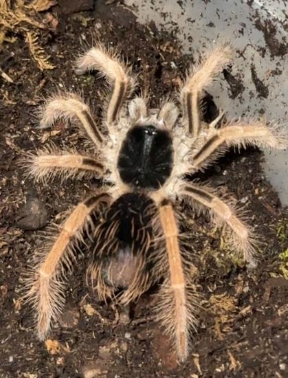 Megaphobema Robustum(Columbian Giant Red Leg) Tarantula by Ghosty’s ...