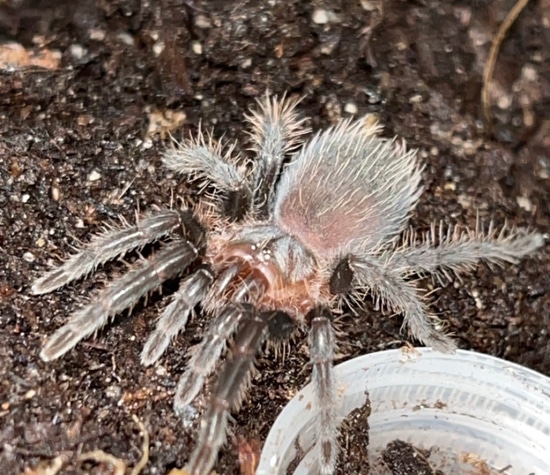 Tliltocatl Alibopilosus(Nicaraguan “True Form” Curly Hair) Tarantula by ...