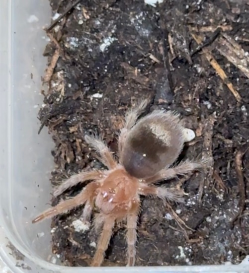 Grammostola Pulchra(Brazilian Black) Tarantula by Ghosty’s Tarantulas