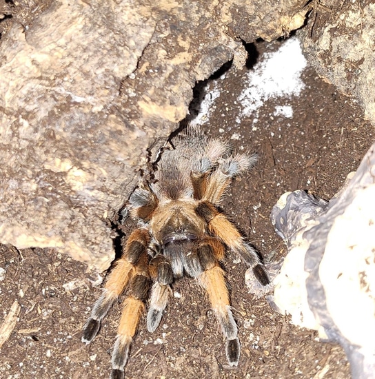Aphonopelma Moderatum(Rio Grande Gold) Tarantula by Ghosty’s Tarantulas