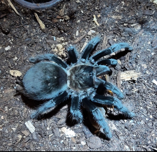 Tliltocatl Schroederi(Mexican Black Velvet) Tarantula by Ghosty’s ...
