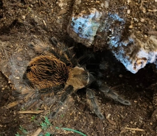 Tliltocatl Verdezi(Mexican Rose Gray) Tarantula by Ghosty’s Tarantulas