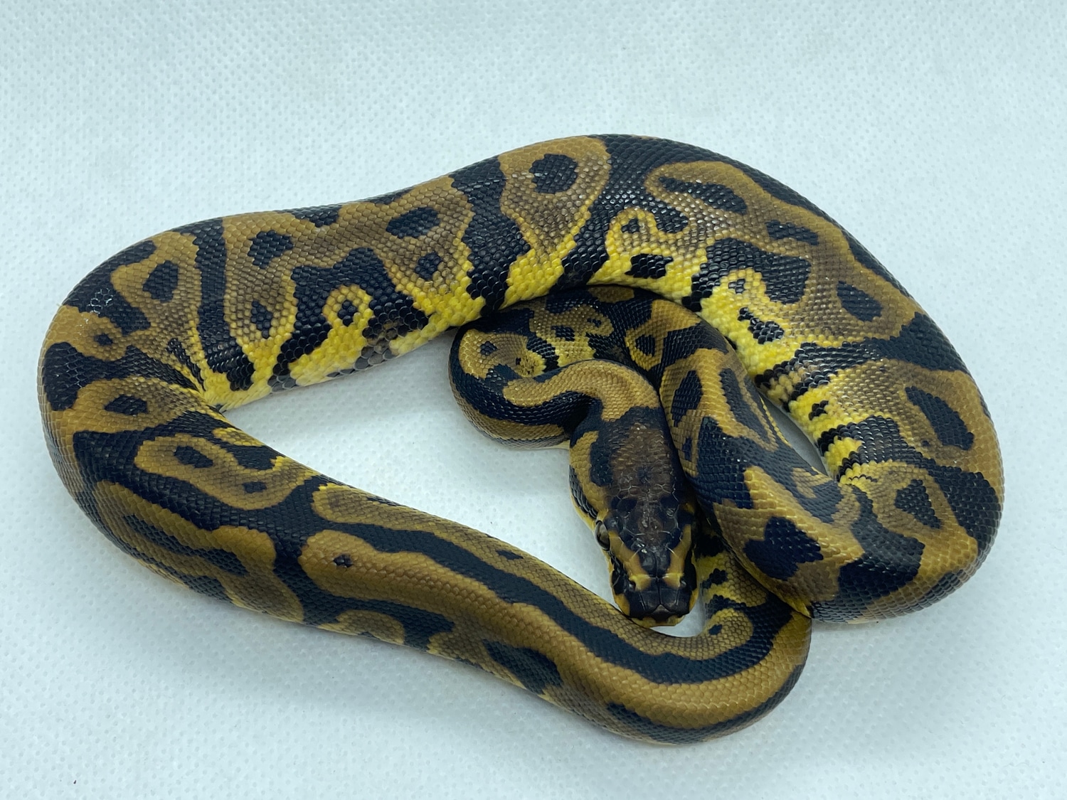 22’ Leopard 100% Het Pied/50% Het Clown Ball Python by Ghoulsby's ...