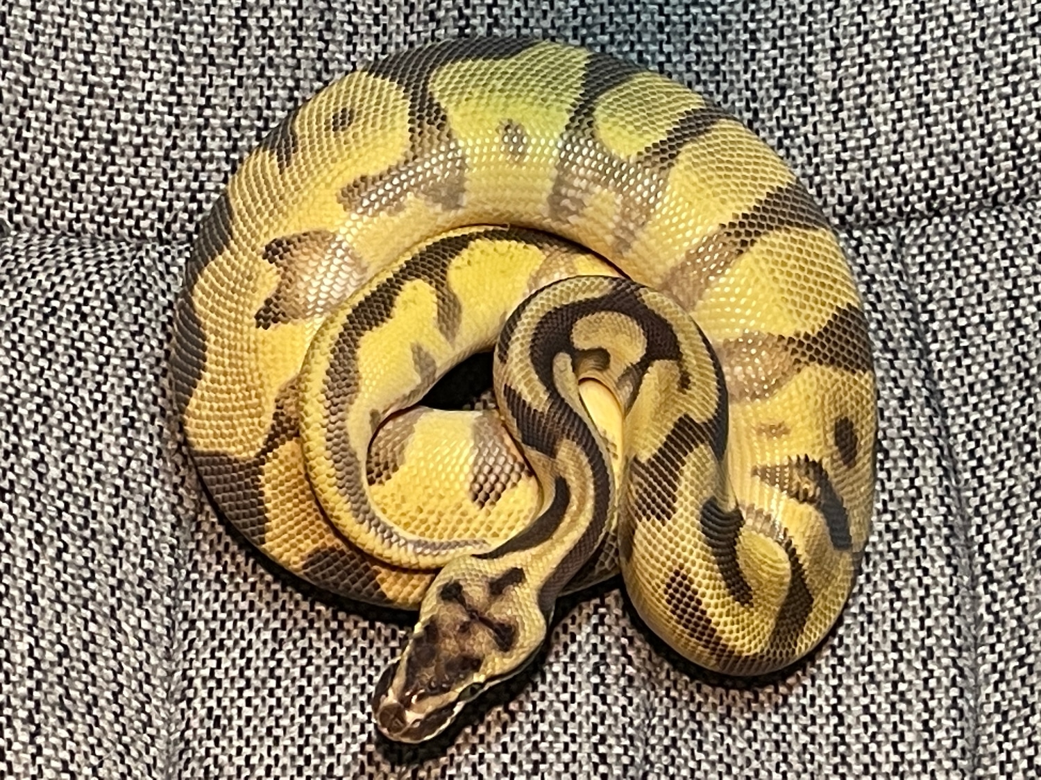 Pastel Enchi Leopard OD 100% Het DG Ball Python by Ghoulsby's Serpents ...