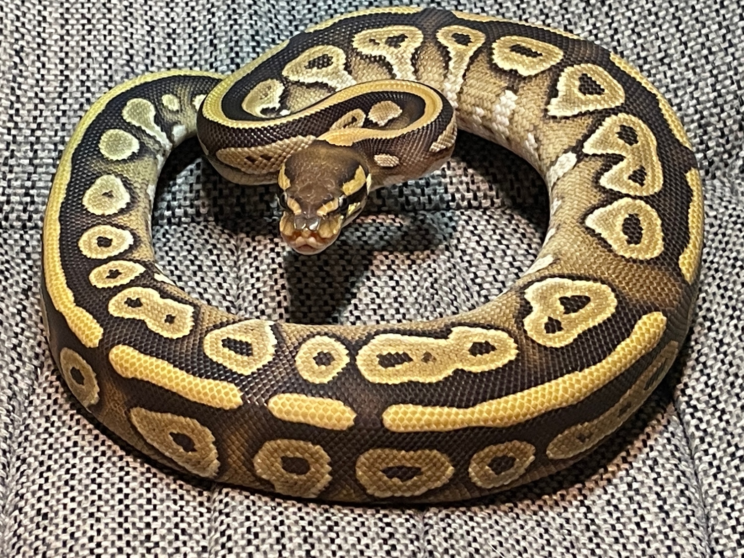 Mojave 100% Het Pied 50% Het Clown Ball Python by Ghoulsby's Serpents ...