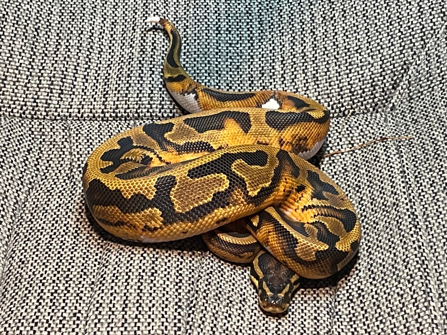 Piebald 50% Het Clown Ball Python by Ghoulsby's Serpents - MorphMarket
