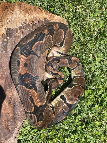 20 Normal 100% Het Caramel Albino Ball Python by Ghoulsby's Serpents