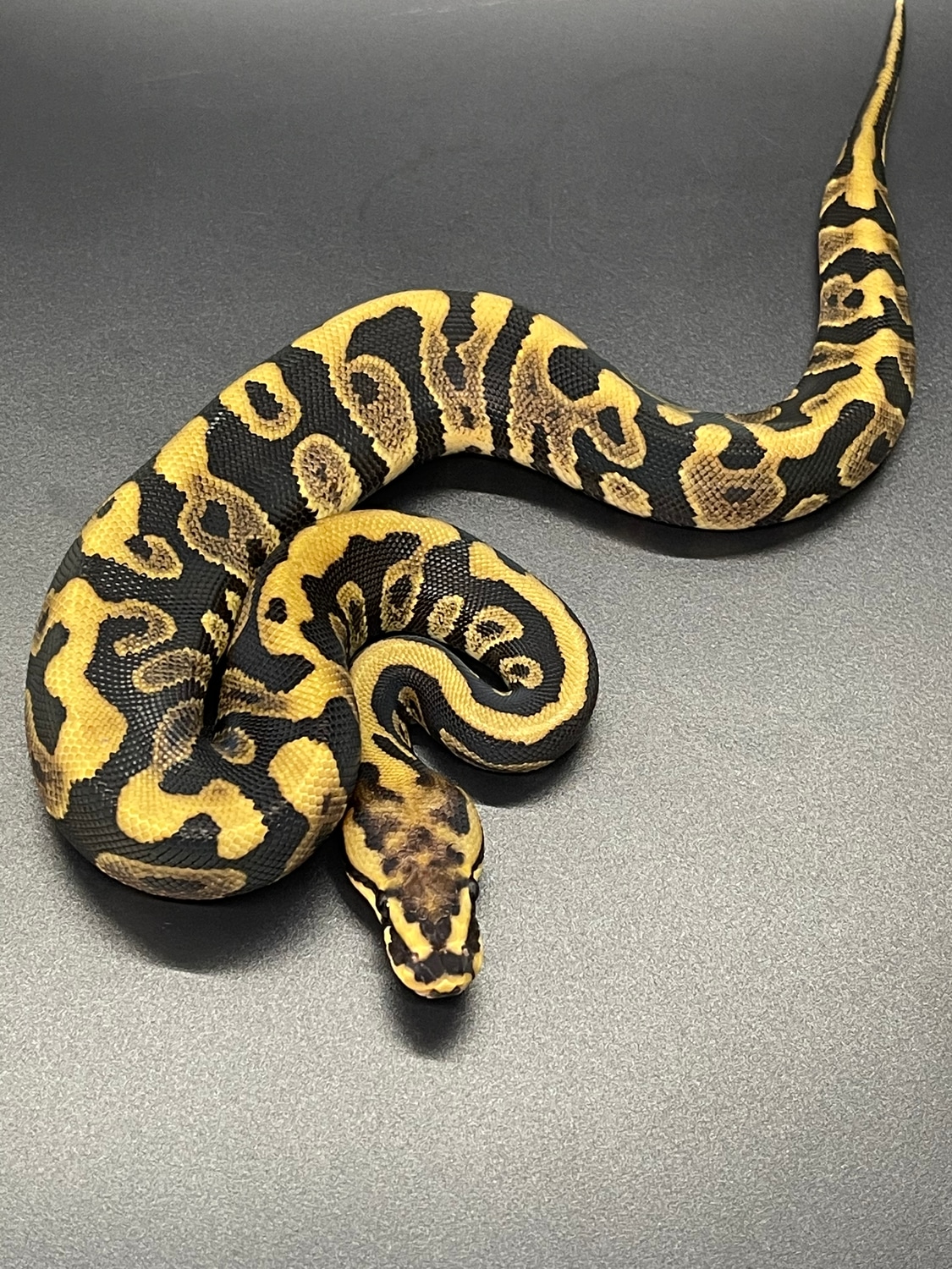 Chocolate Spotnose 100% Het Clown Ball Python by Octavio Garcia ...