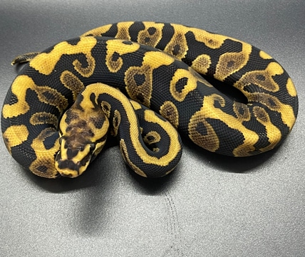 Chocolate Spotnose 100% Het Clown Ball Python by Octavio Garcia ...