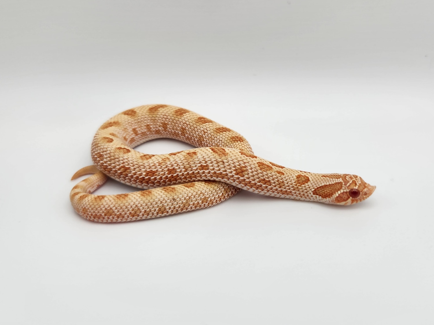 Albino Anaconda BEHU-A22-66 Western Hognose by Draaken Cove - MorphMarket