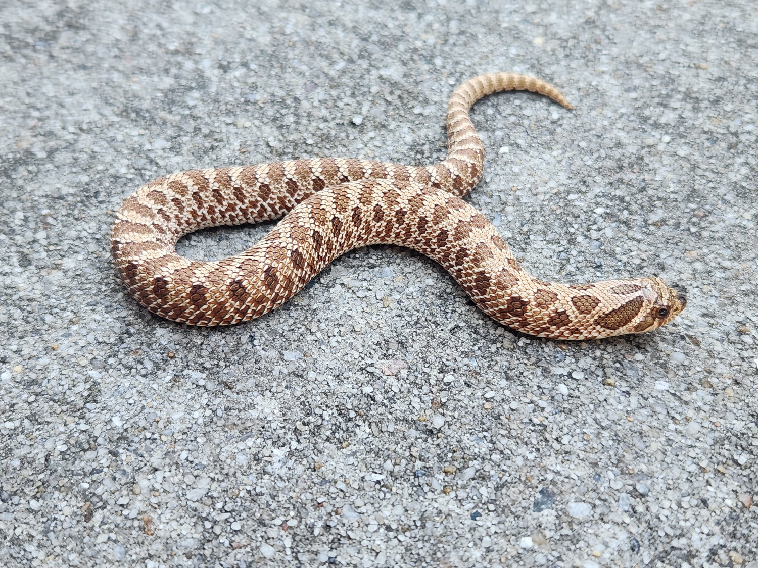 Normal 66% Het Snow Western Hognose by Draaken Cove - MorphMarket