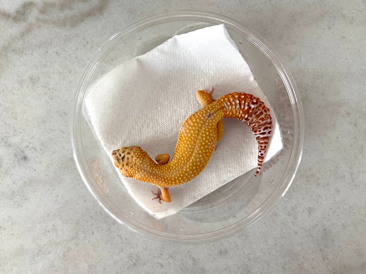 Bell Sunglow Leopard Gecko by Nate's Geckos - MorphMarket