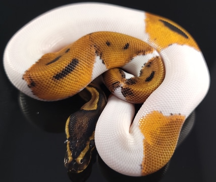 Orange Dream Pied 100% Het Lavender Albino Ball Python by BBM Reptiles ...
