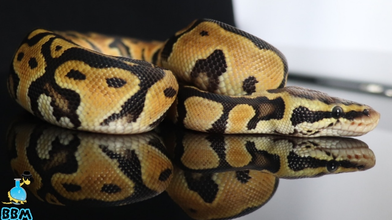 Pastel Het Desert Ghost Het Clown 50% Het Orange Ghost Ball Python by ...
