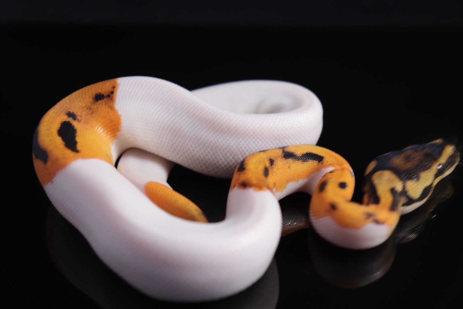 Orange Dream Pied 100% Het Lavender Albino Ball Python by BBM Reptiles ...