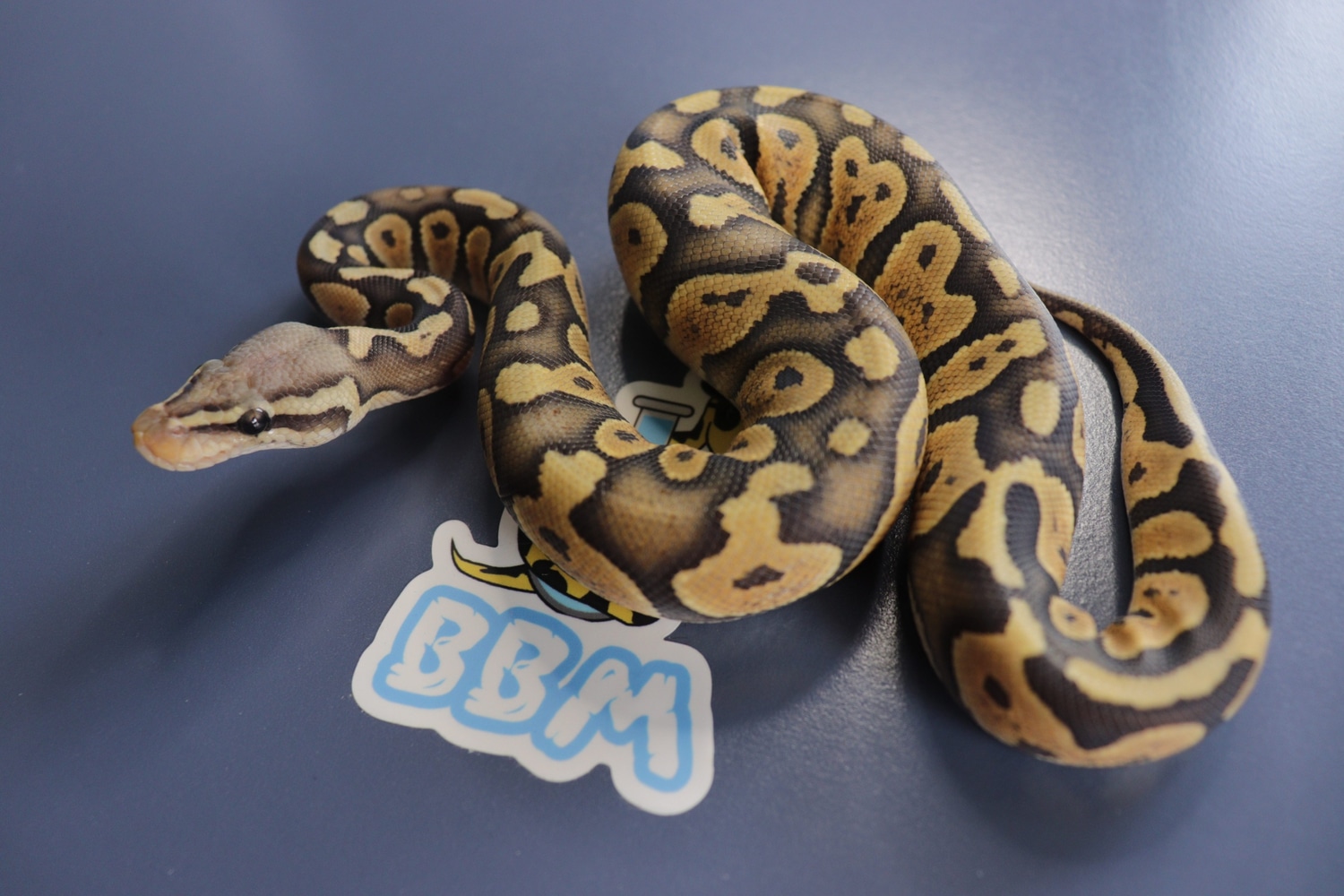 Pastel Chocolate Hypo Het Desert Ghost Ball Python by BBM Reptiles ...