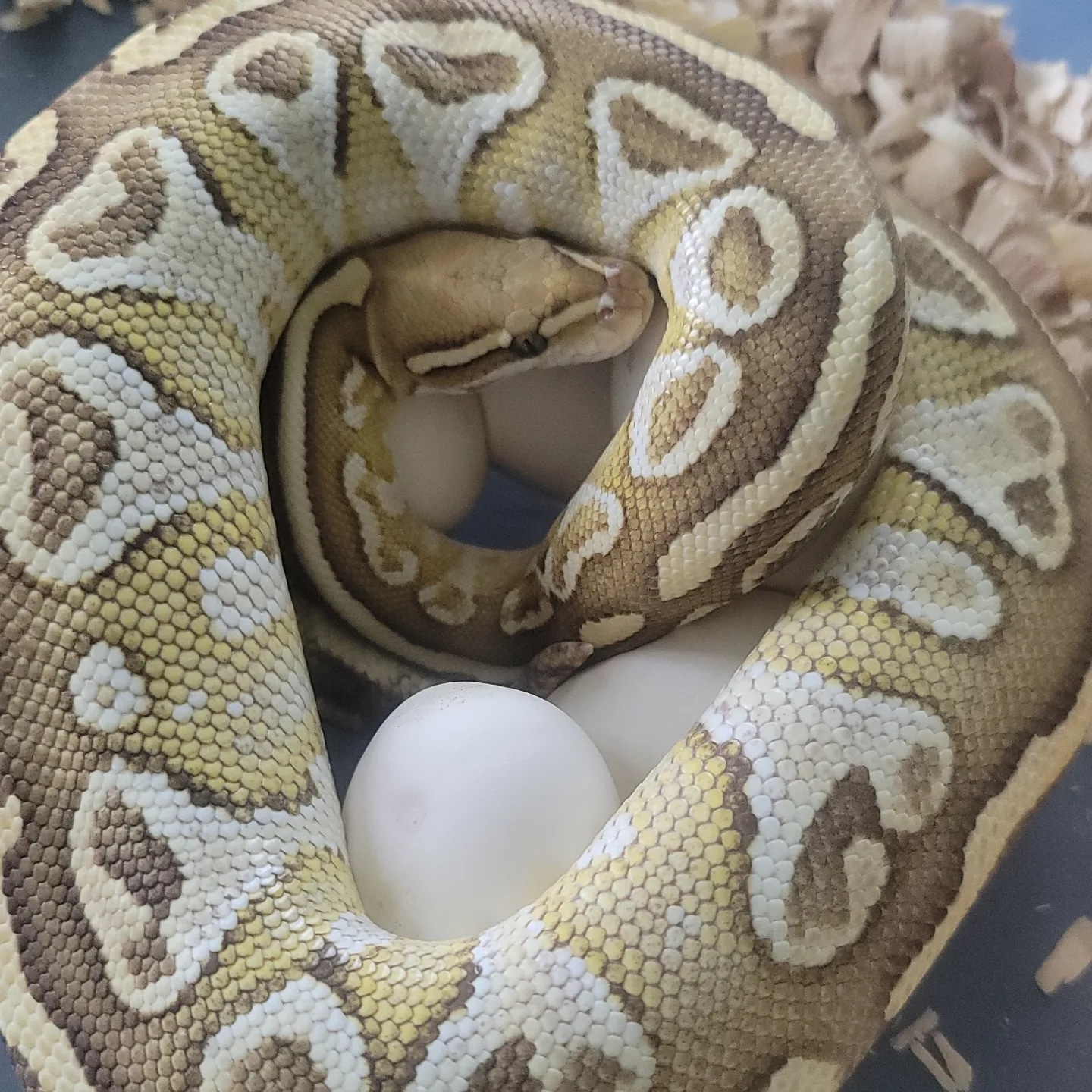 Lesser Vanilla Hurricane Ball Python by BBM Reptiles - MorphMarket