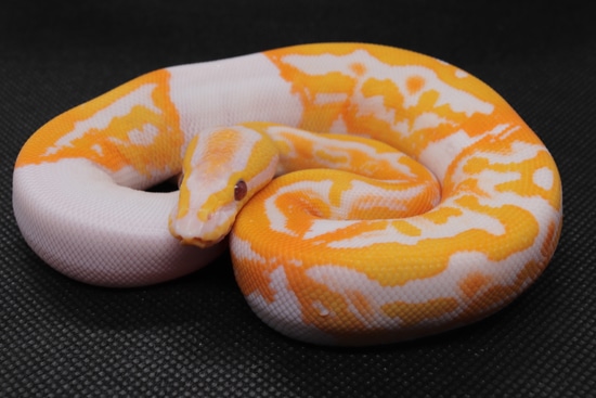 Lavender Albino Piebald Yellow Belly Ball Python by BBM Reptiles