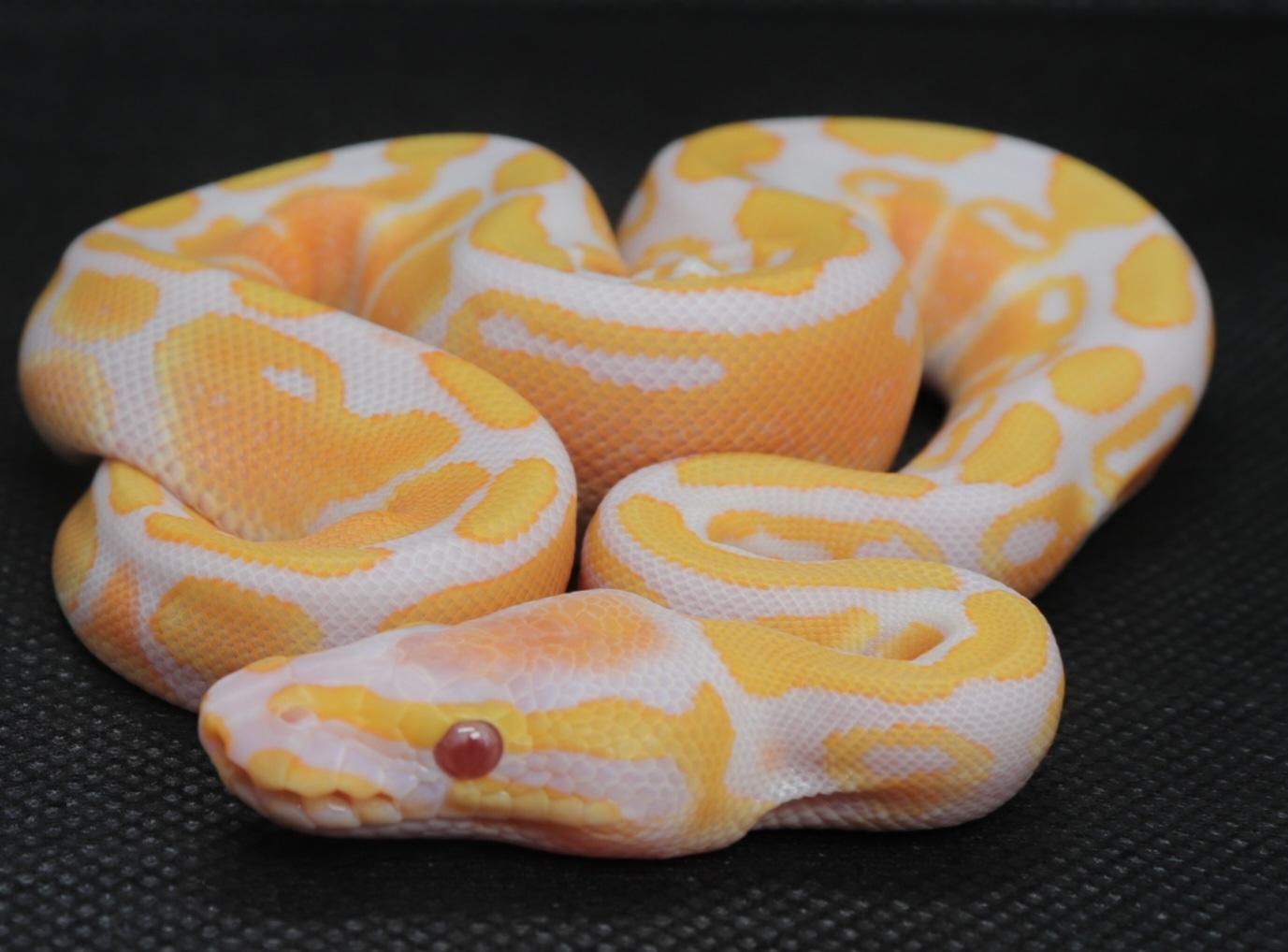 Lavender Albino 100% Het Piebald Ball Python by BBM Reptiles - MorphMarket