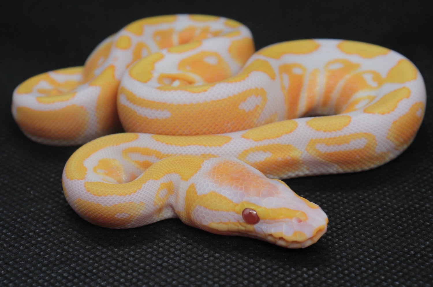 Lavender Albino 100% Het Piebald Ball Python by BBM Reptiles - MorphMarket