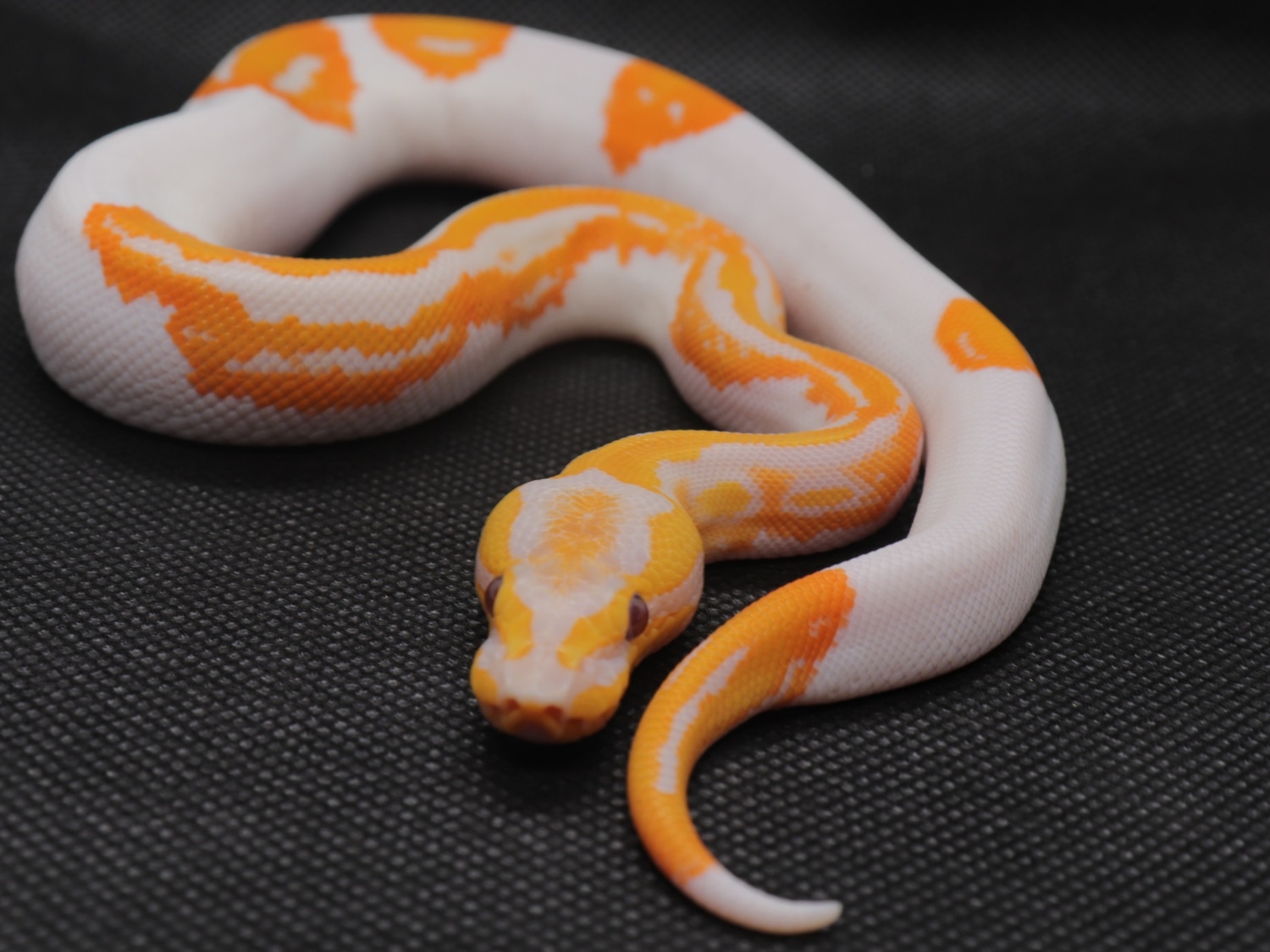 YB Dreamsicle Ball Python by BBM Reptiles - MorphMarket