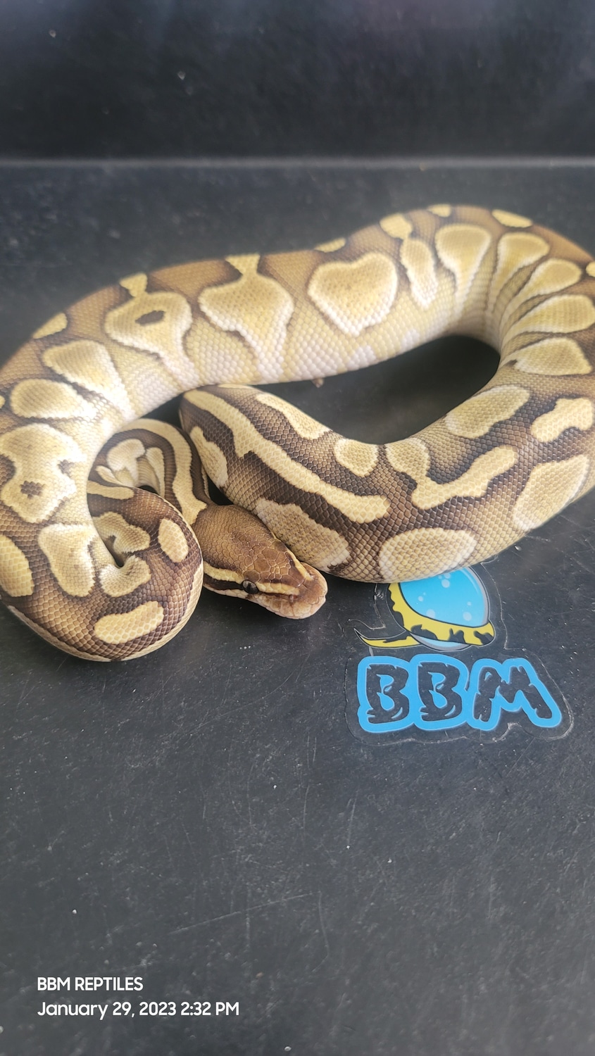 Lesser Het Axanthic (VPI) Het Desert Ghost 50% Het Clown Ball Python by ...