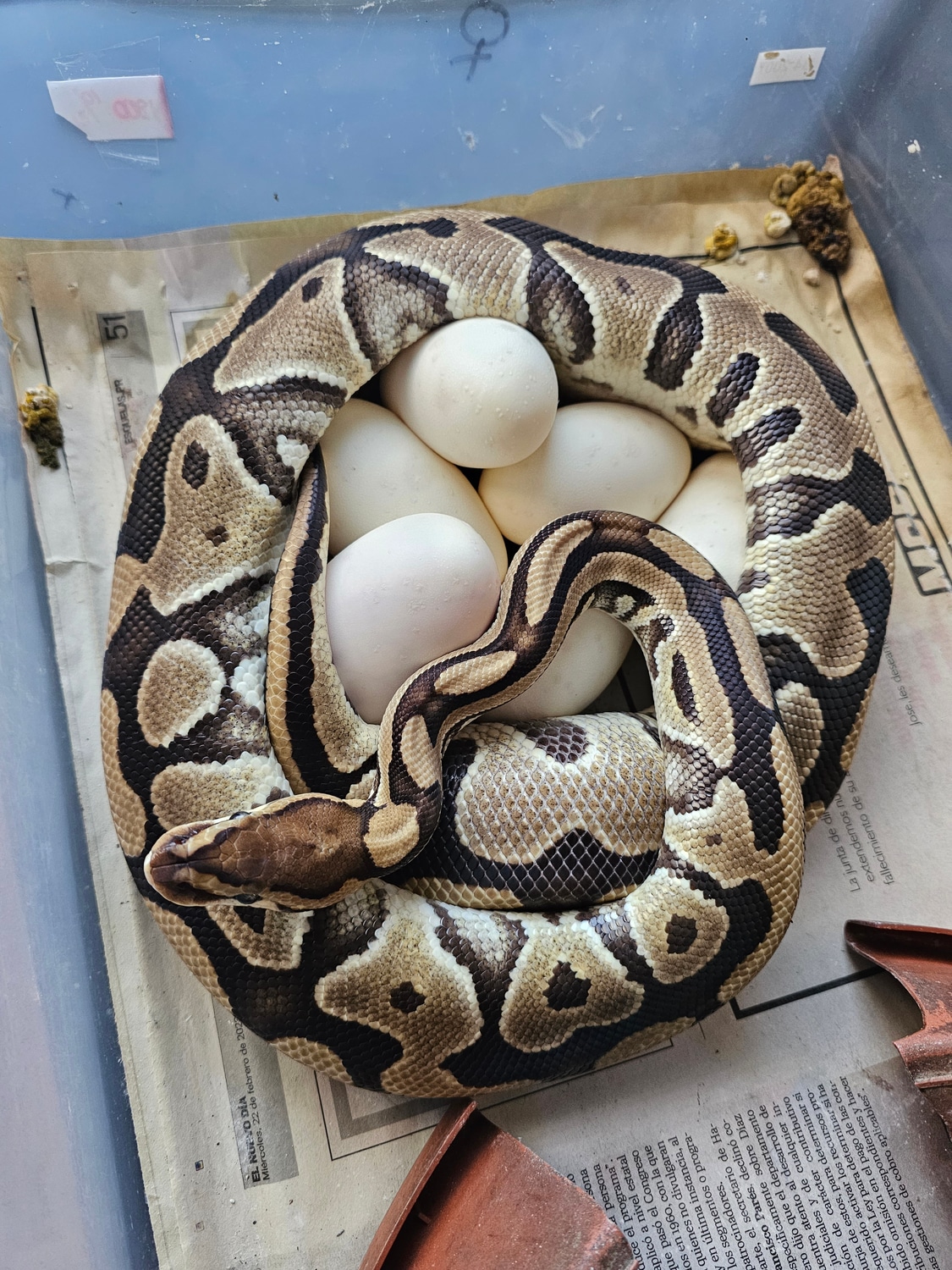 Crypton Het Desert Ghost Ball Python by BBM Reptiles - MorphMarket