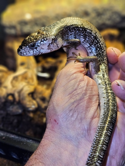 Female Pink Tongue Skinks, Large Morph Pink-Tongued Skink by Giant ...