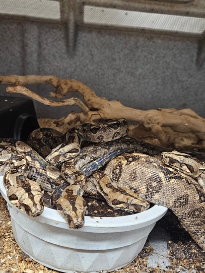 Adult Tarahumara Boas Boa Constrictor by Giant Geckos and more