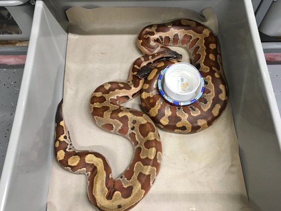 Slackline Pair Blood Python by Giantkeeper Reptiles