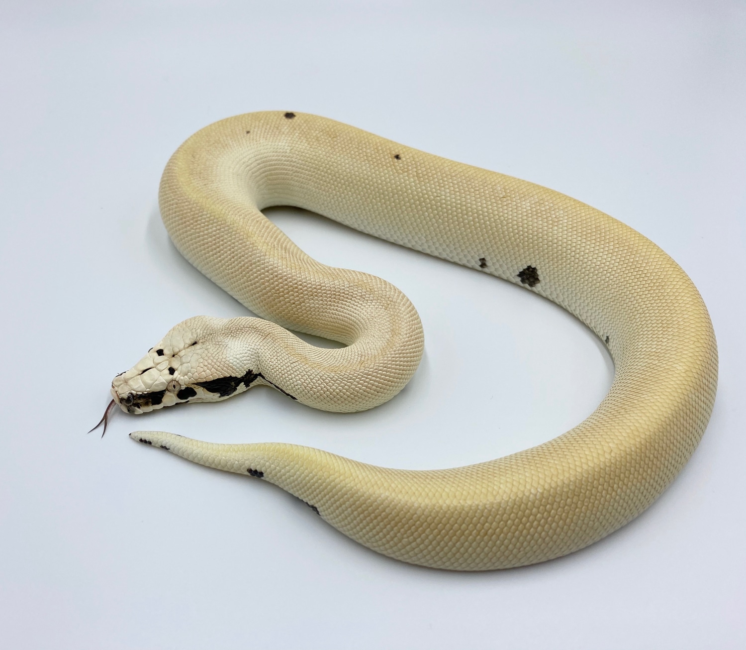 Magpie (Super Goldeneye) Blood Python by Giantkeeper Reptiles - MorphMarket