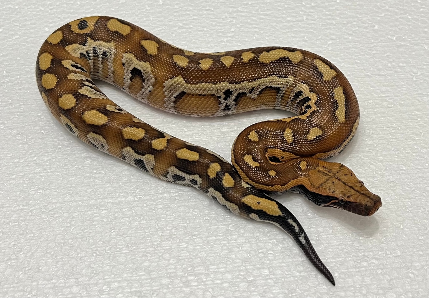 2021 Male Normal 100% Het T+ Albino Cherry Bomb Lineage Blood Python by ...