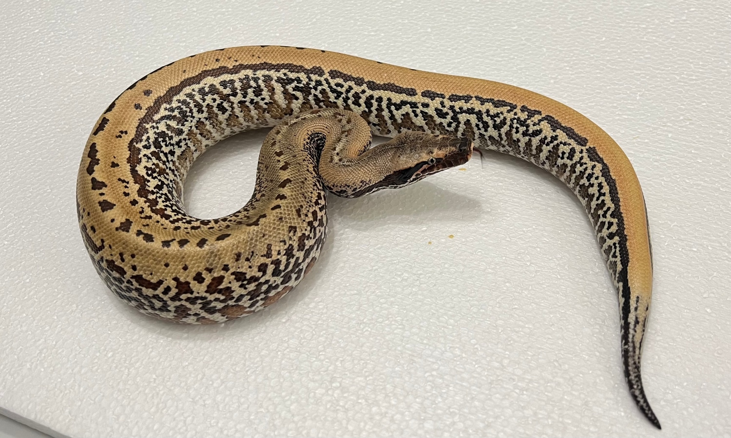 Pixel 100% Het Pale Grey Blood Python by Giantkeeper Reptiles - MorphMarket