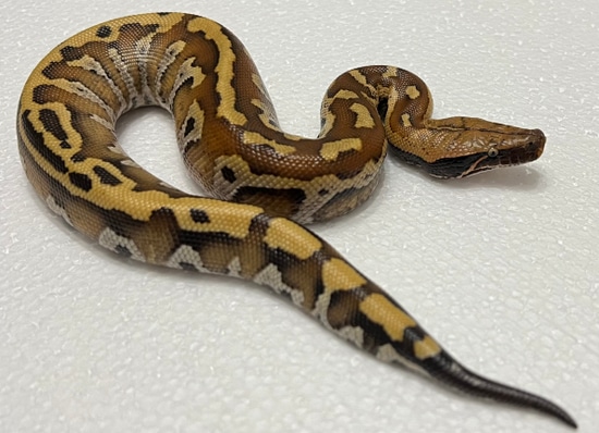 Normal Orange Crush Line Blood Python by Giantkeeper Reptiles