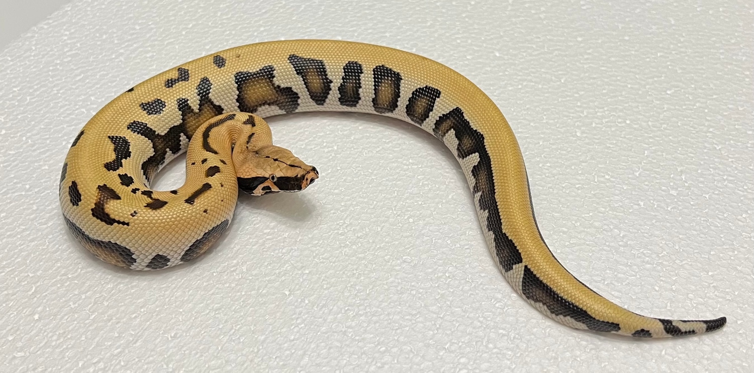 Goldeneye Orange Crush Line Blood Python by Giantkeeper Reptiles ...