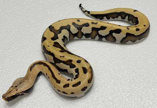 Goldeneye GKR Bangka Outcross Blood Python by Giantkeeper Reptiles