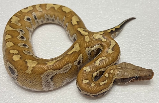 Pale Grey Blood Python by Giantkeeper Reptiles