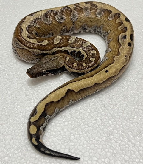 100% Het Pale Grey Blood Python by Giantkeeper Reptiles