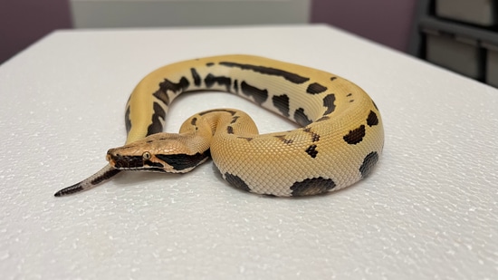 2021 Male F2 Goldeneye Orange Crush Line Blood Python by Giantkeeper ...