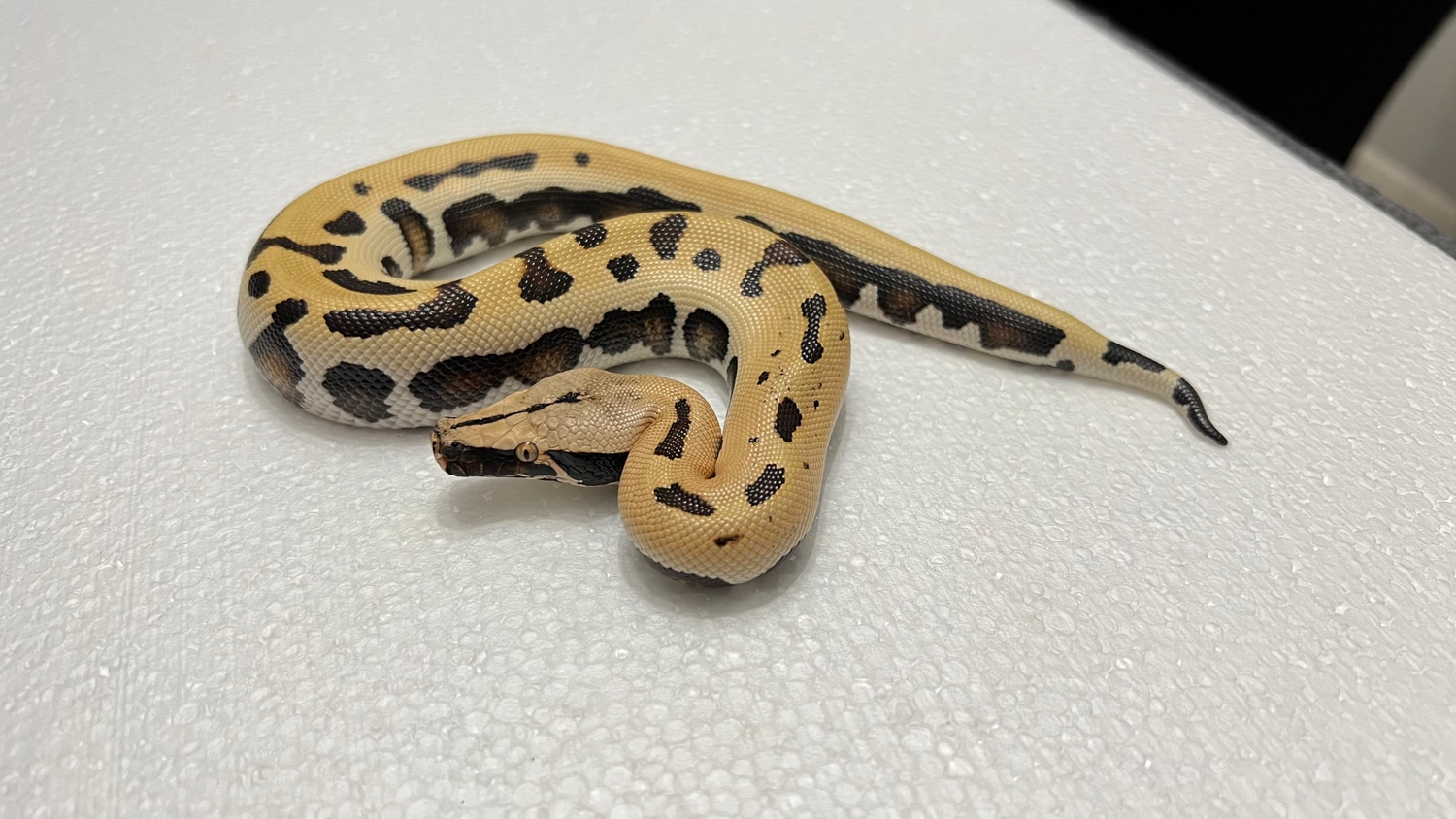 Goldeneye 100% Het T- Albino Blood Python by Giantkeeper Reptiles ...