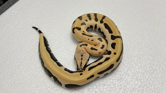 Goldeneye 100% Het T- Albino Blood Python by Giantkeeper Reptiles