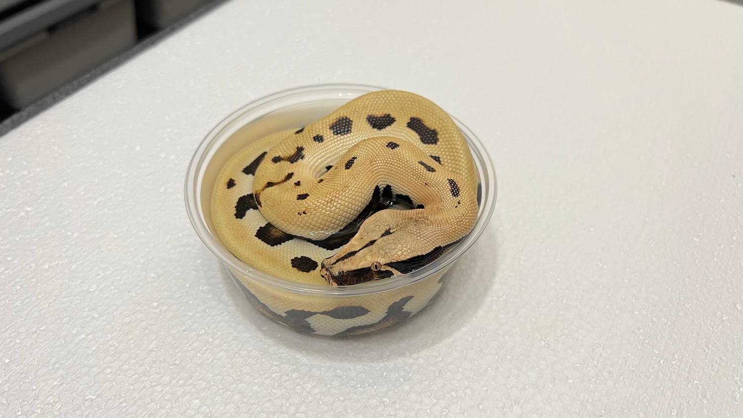 Goldeneye 100% Het T- Albino Blood Python by Giantkeeper Reptiles ...