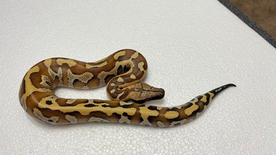 2021 Male Normal GKR Bangka Outcross Blood Python by Giantkeeper Reptiles