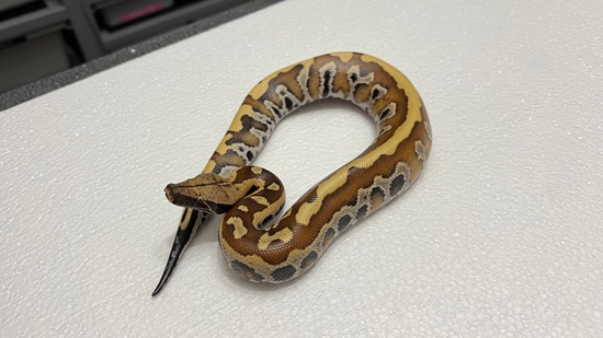 2021 Male Normal GKR Bangka Outcross Blood Python by Giantkeeper Reptiles