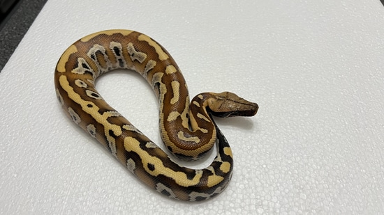 2021 Male Normal GKR Bangka Outcross Blood Python by Giantkeeper Reptiles