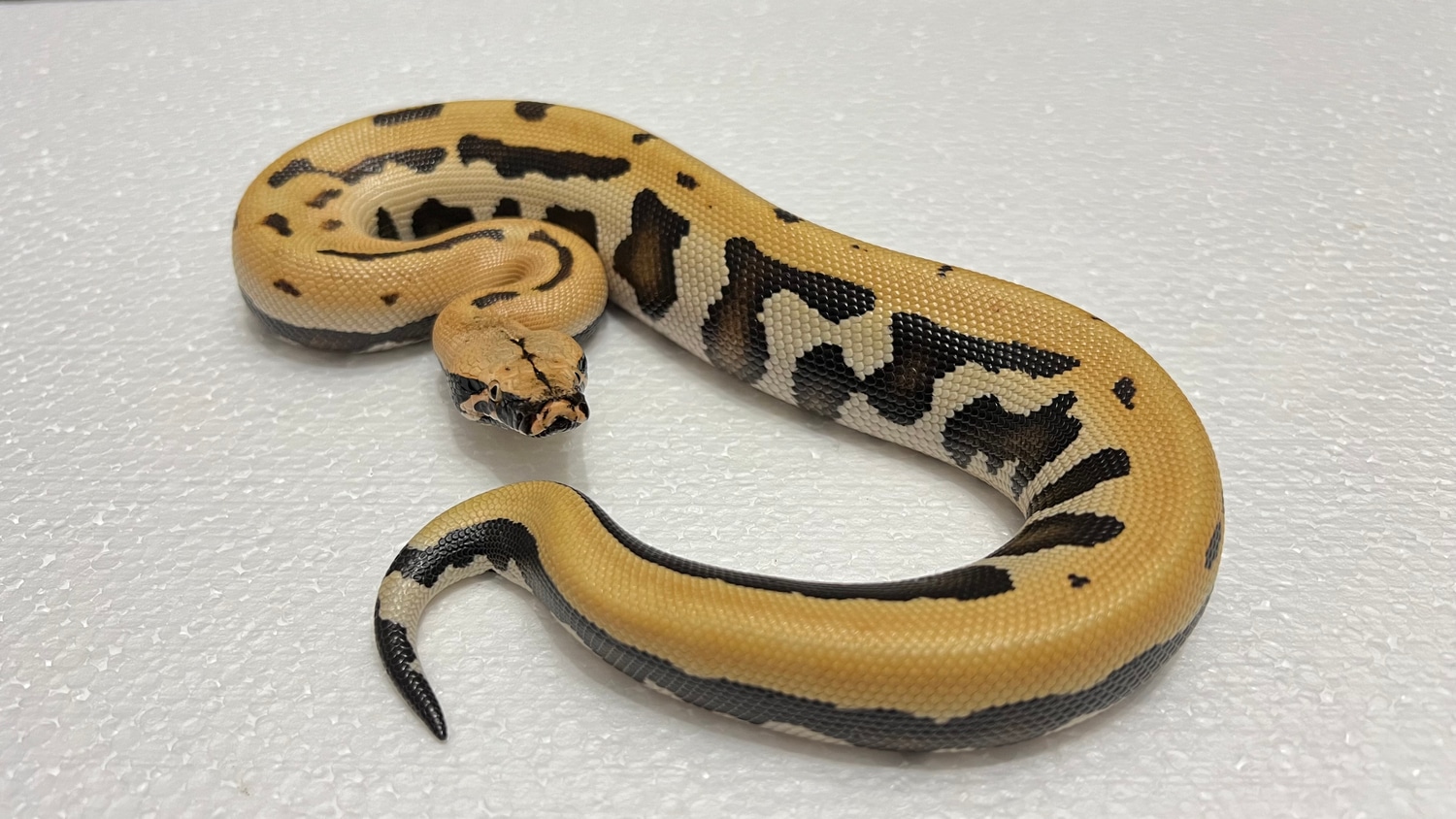 2021 Male Goldeneye GKR Bangka Outcross Blood Python by Giantkeeper ...