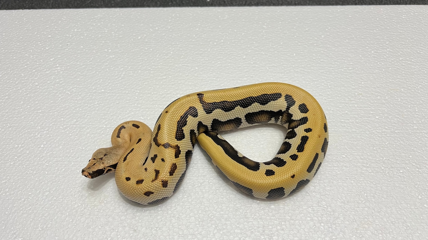 2021 Male Goldeneye GKR Bangka Outcross Blood Python by Giantkeeper ...